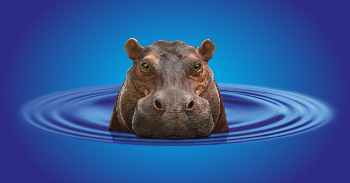 Prizes For Pictures: Hippo "On Tour" 2015 | Tembe